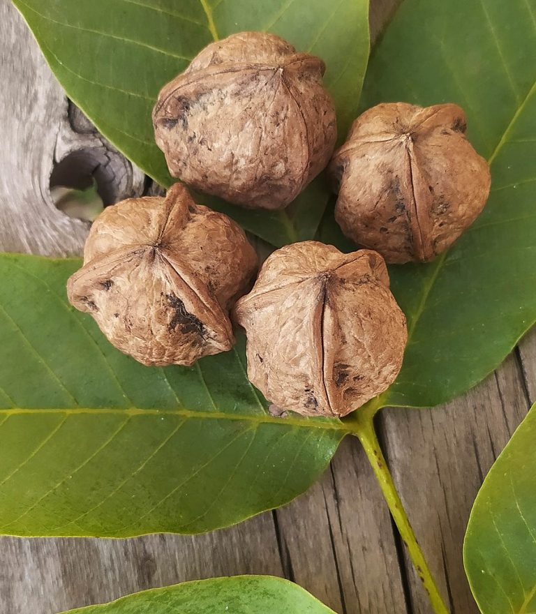 English walnut – FranLaff.com