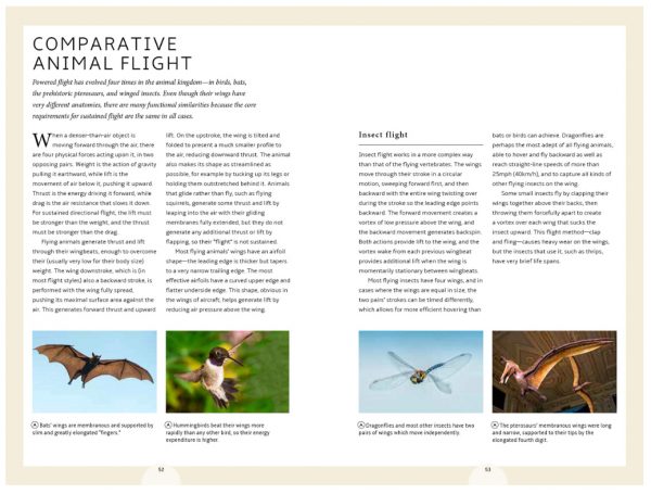 How Birds Work – FranLaff.com