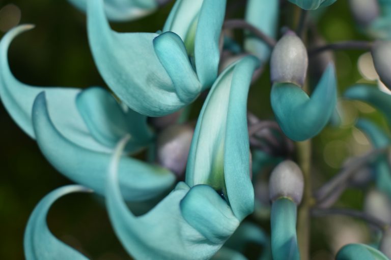 Jade Vine – FranLaff.com