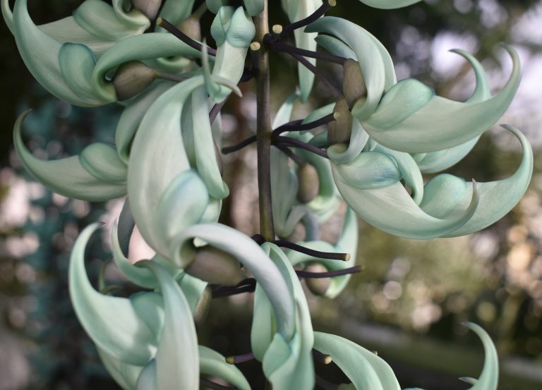 Jade Vine – FranLaff.com