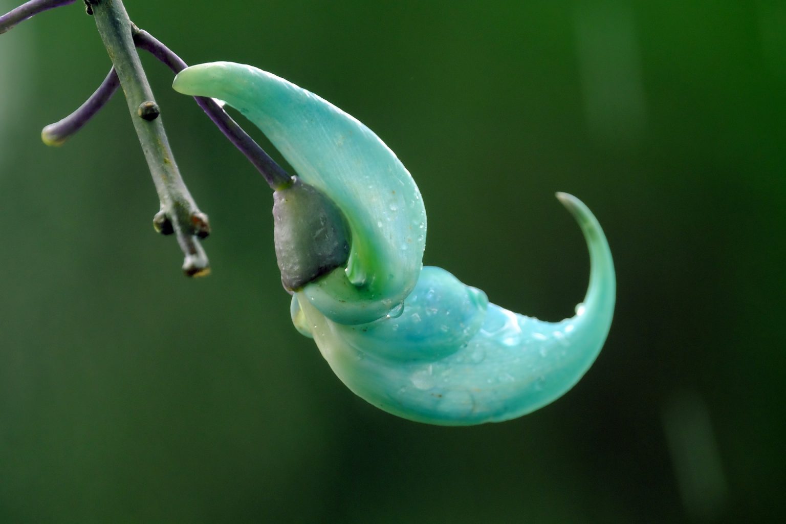 Jade Vine – FranLaff.com