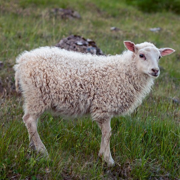 la oveja – FranLaff.com